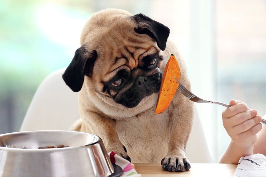 Can Dogs Eat Sweet Potatoes? The Benefits & Risks Of Feeding – Wild Antler